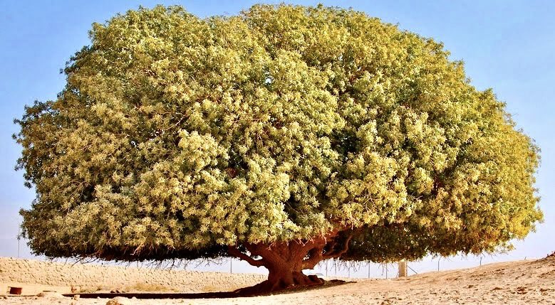 Over 1400 years ago Prophet Muhammad ﷺ and a Christian Monk named ...