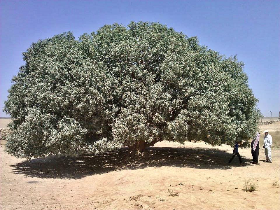 Over 1400 years ago Prophet Muhammad ﷺ and a Christian Monk named ...