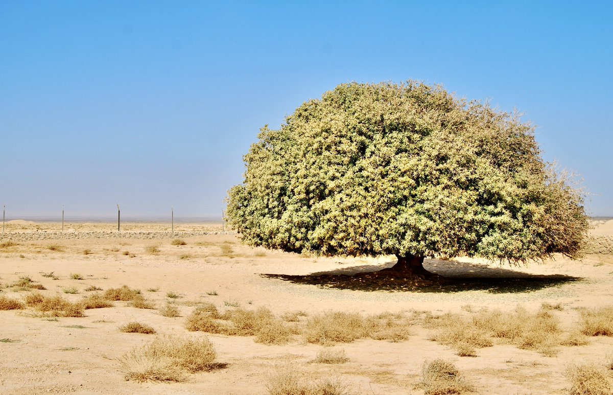 Over 1400 years ago Prophet Muhammad ﷺ and a Christian Monk named ...