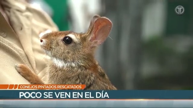 El Refugio de Jason se ha convertido en el hogar de un conejo muleto ...