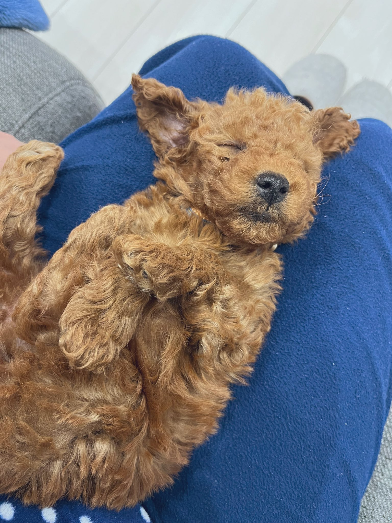 茶々 (@cha2_toy) / Twitter