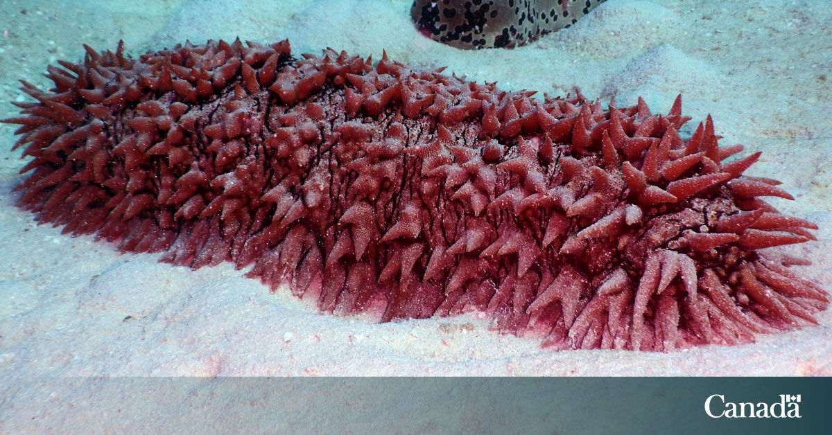 Sea Cucumber Inside Out