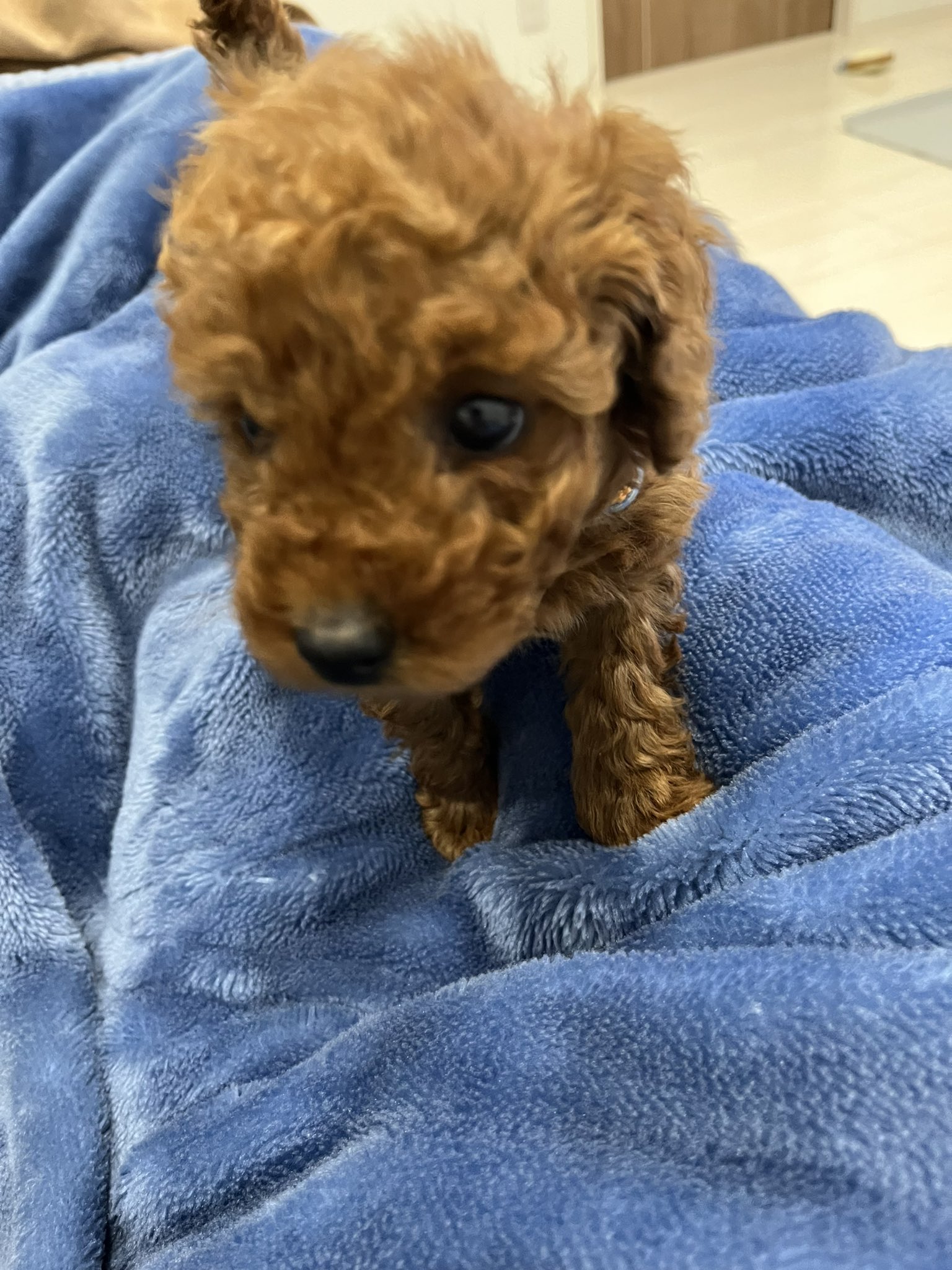 茶々 (@cha2_toy) / Twitter