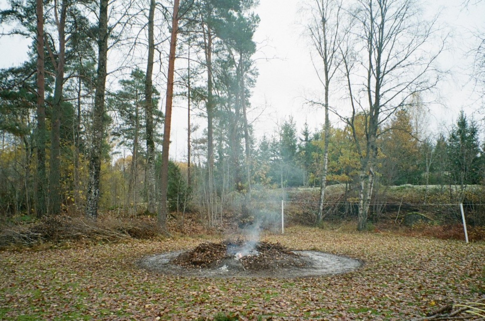 Junichi Kakizaki | 柿崎順一 on Twitter: "…The beautiful forest in early winter granted another wish ...