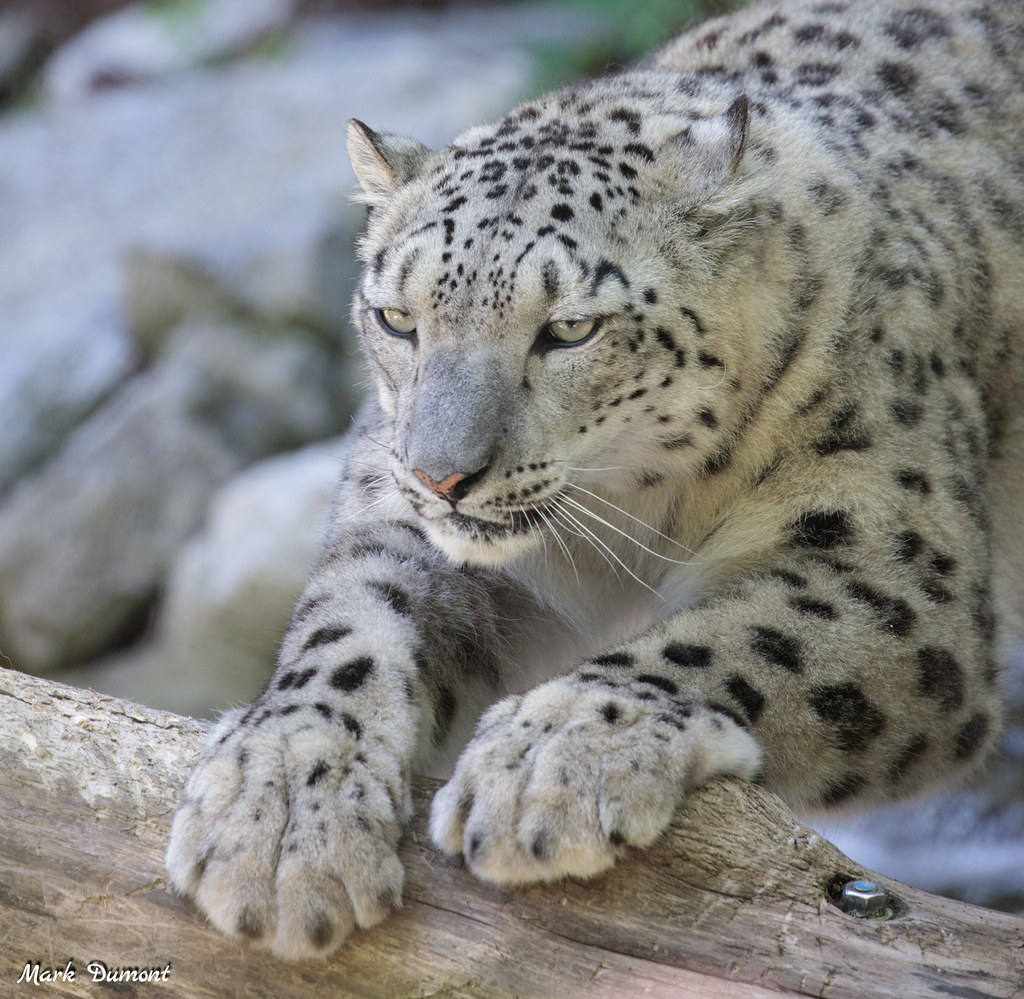 Snow Leopard Paws