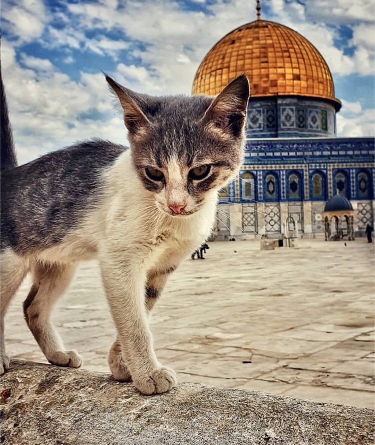 Cats are revered animals in Islam & considered the quintessential pet ...