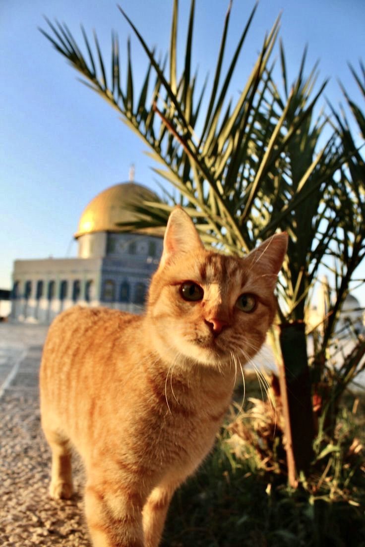 Cats are revered animals in Islam & considered the quintessential pet ...