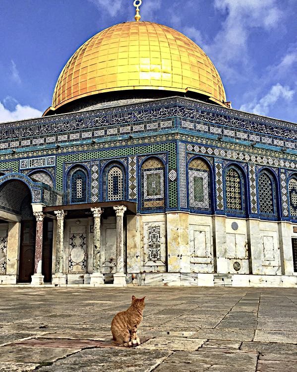 Cats are revered animals in Islam & considered the quintessential pet ...