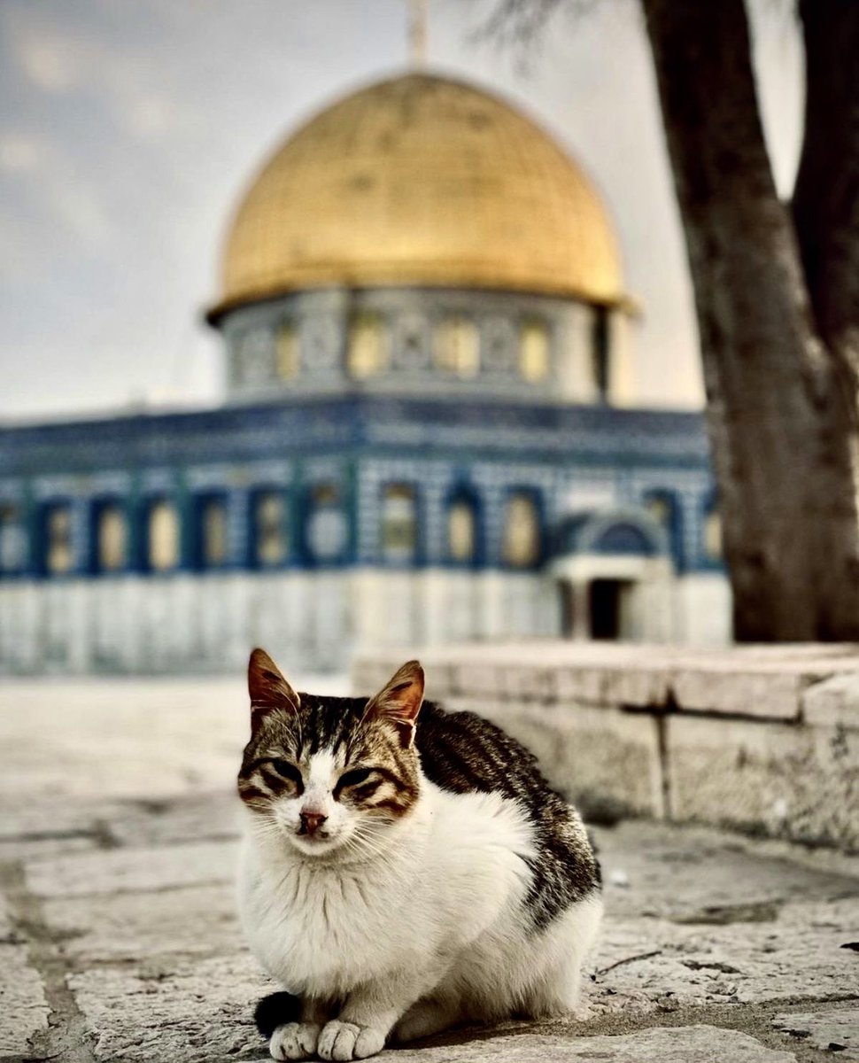 Cats are revered animals in Islam & considered the quintessential pet ...