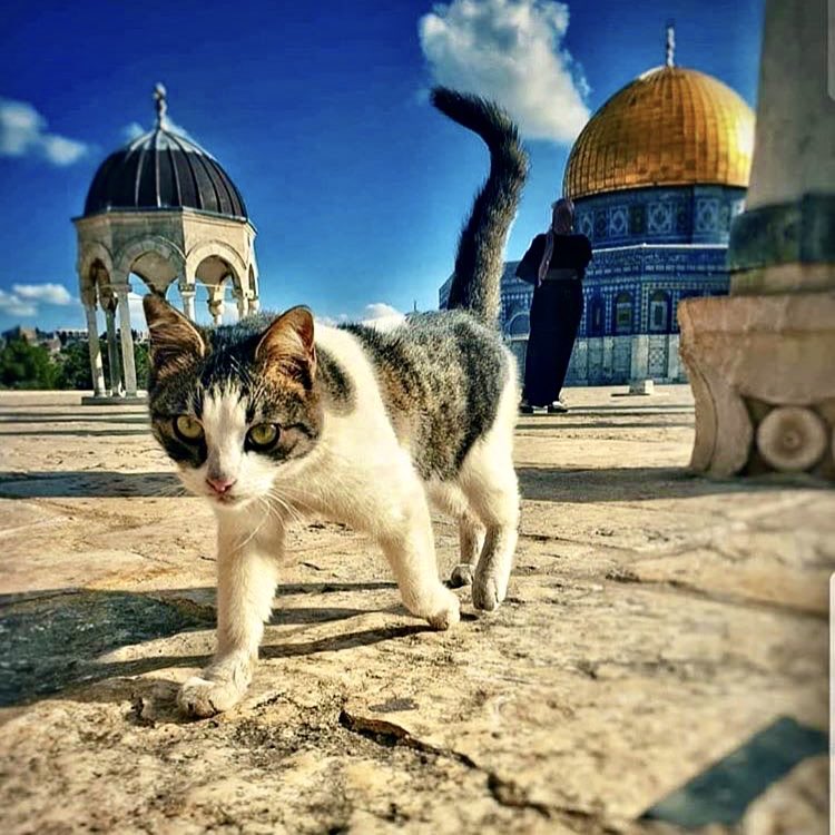 Cats are revered animals in Islam & considered the quintessential pet ...