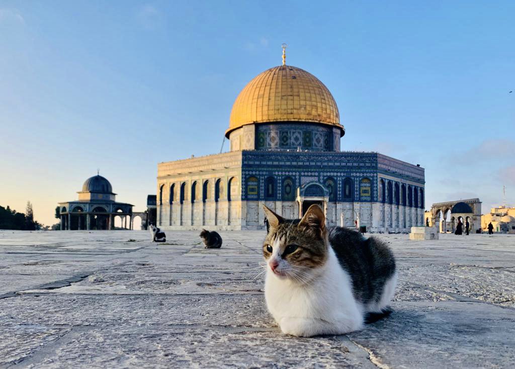 Cats are revered animals in Islam & considered the quintessential pet ...