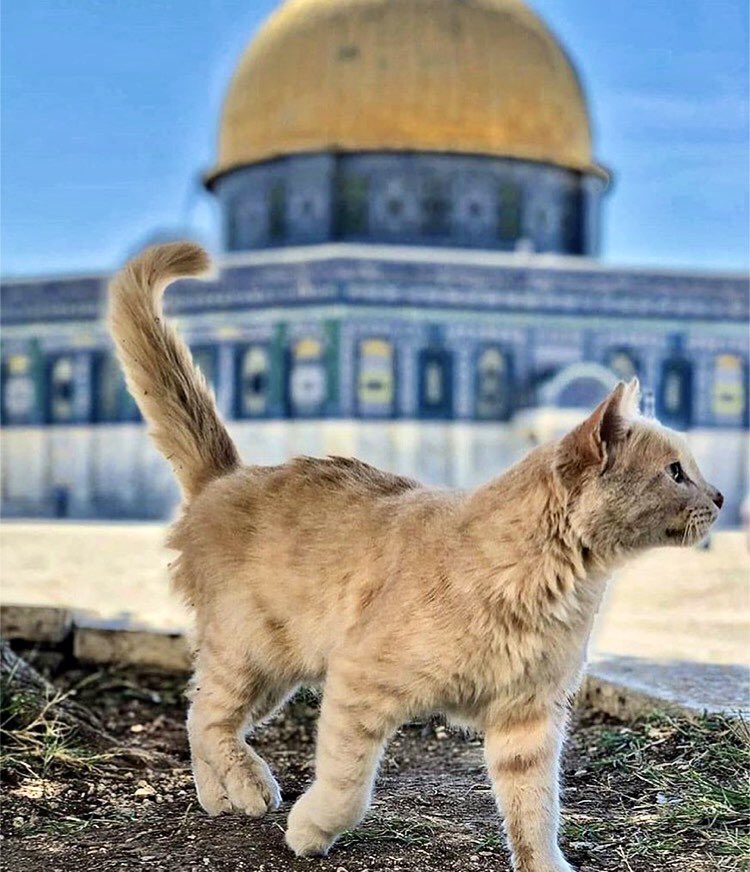 Cats are revered animals in Islam & considered the quintessential pet ...