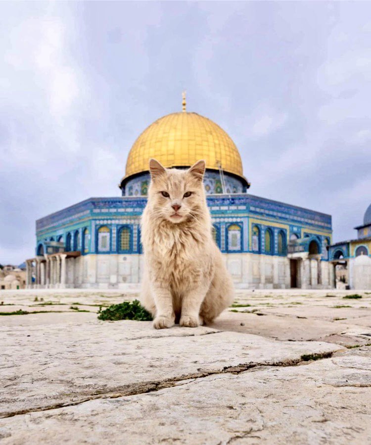 Cats are revered animals in Islam & considered the quintessential pet ...