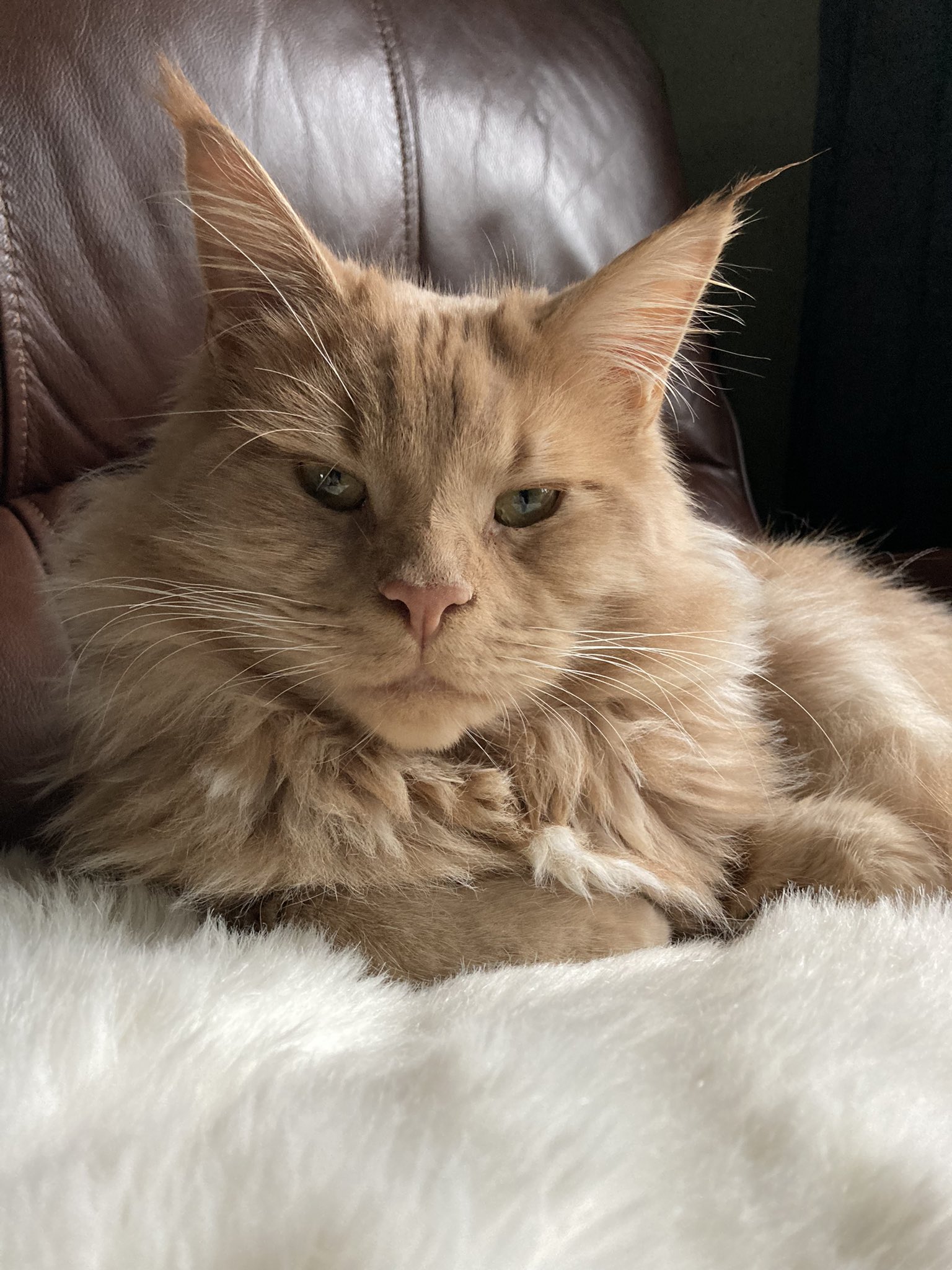 Serious Face Cat
