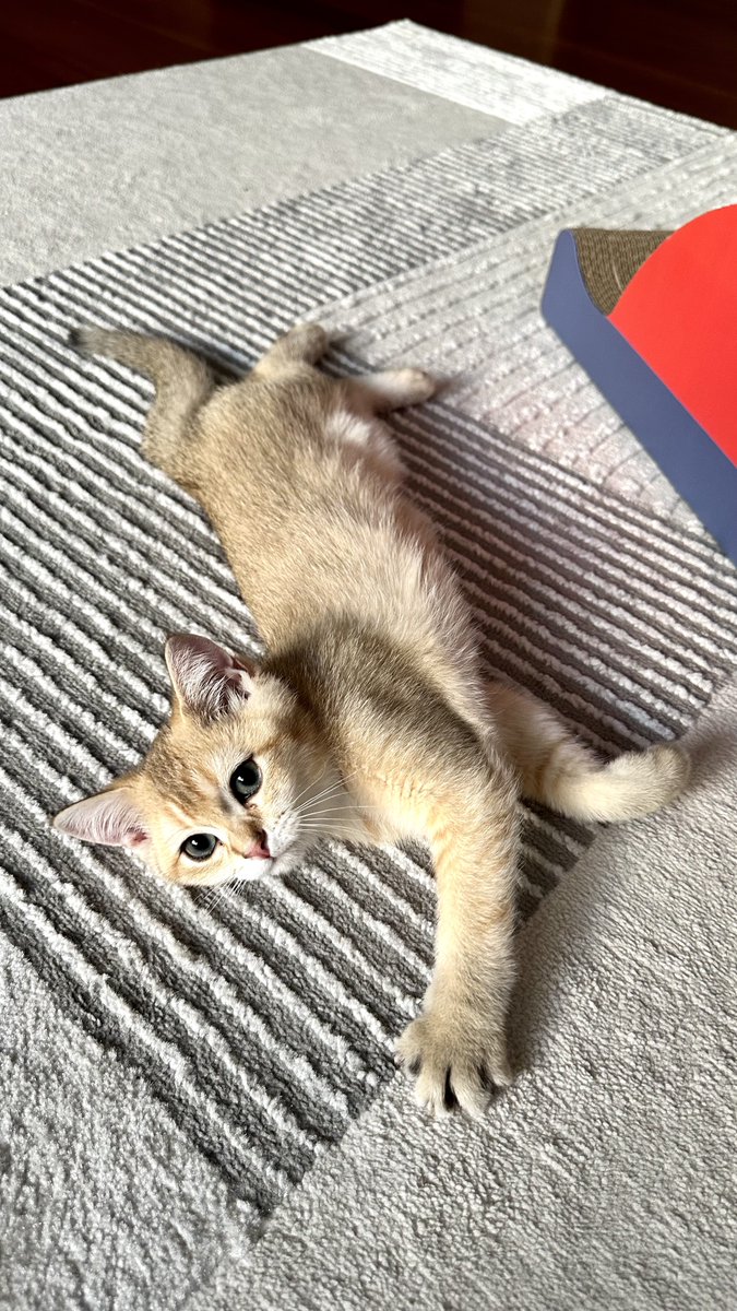 spin9 on Twitter: "รีวิว 2022 — มีแมวแล้วคับ 🐾 น้องวิสกี้ สวัสดีปีใหม่ทุกคนนะ 🥳"