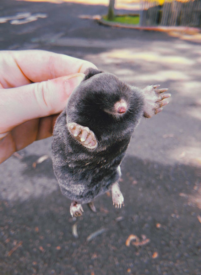 Bunni🤡Button on Twitter: "Why don't we talk about how cute moles are?! No one is talking about ...