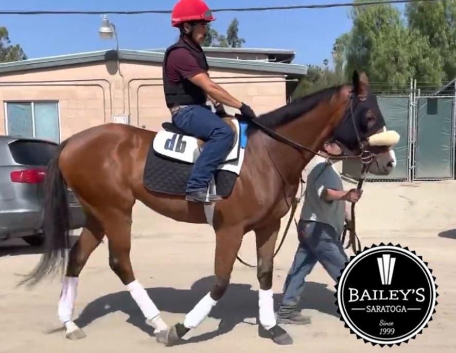 News | America's Pastime Stables