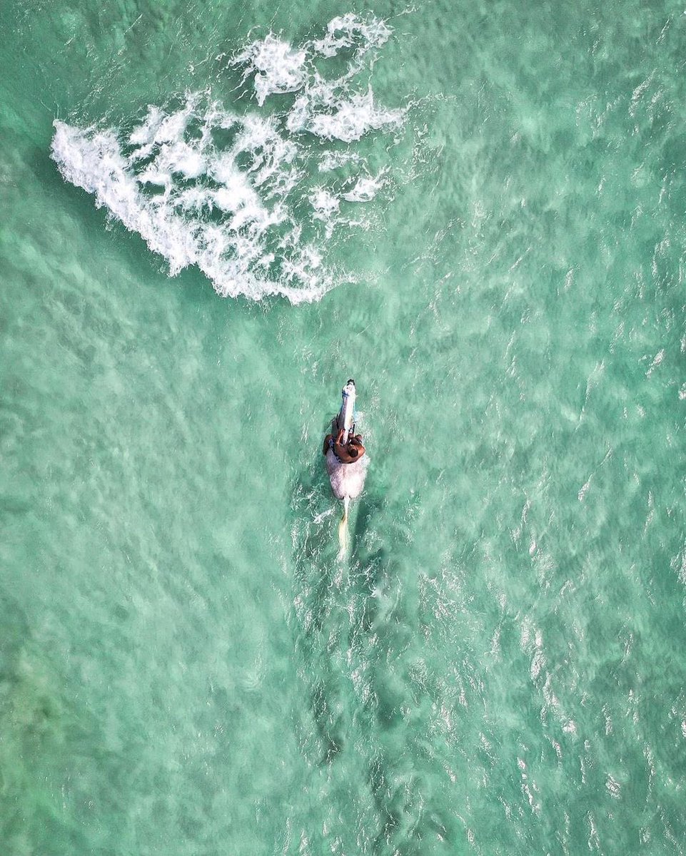 ‎كولين on Twitter: "RT @arab11__: The abbreviation of beauty is horse and sea"