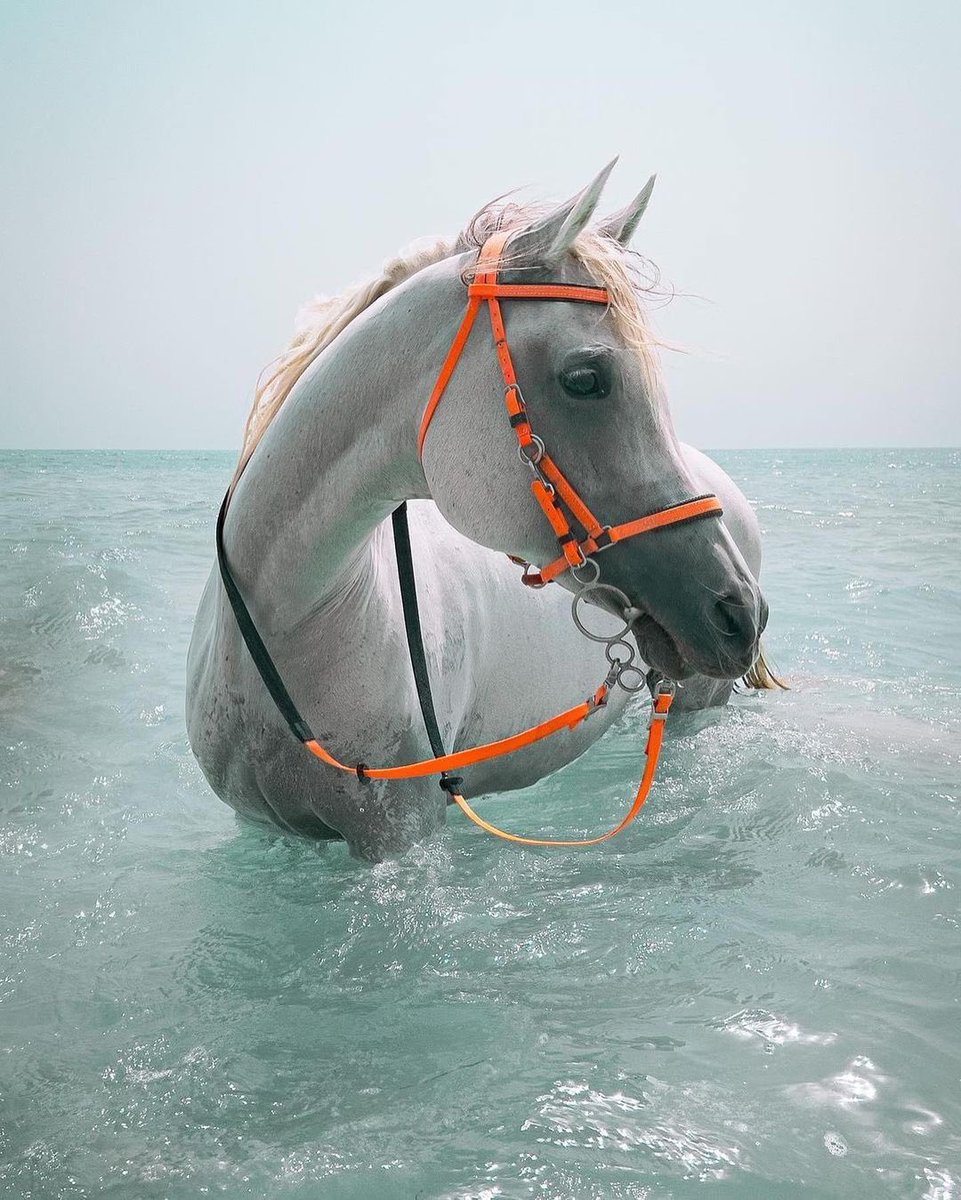 ‎كولين on Twitter: "RT @arab11__: The abbreviation of beauty is horse and sea"