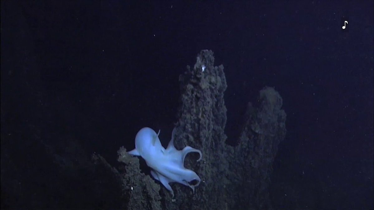 Daily Snailies 🏳️‍⚧️🐌 (and other gastropods) on Twitter: "RT @CephalopodToday: Grimpoteuthis ...