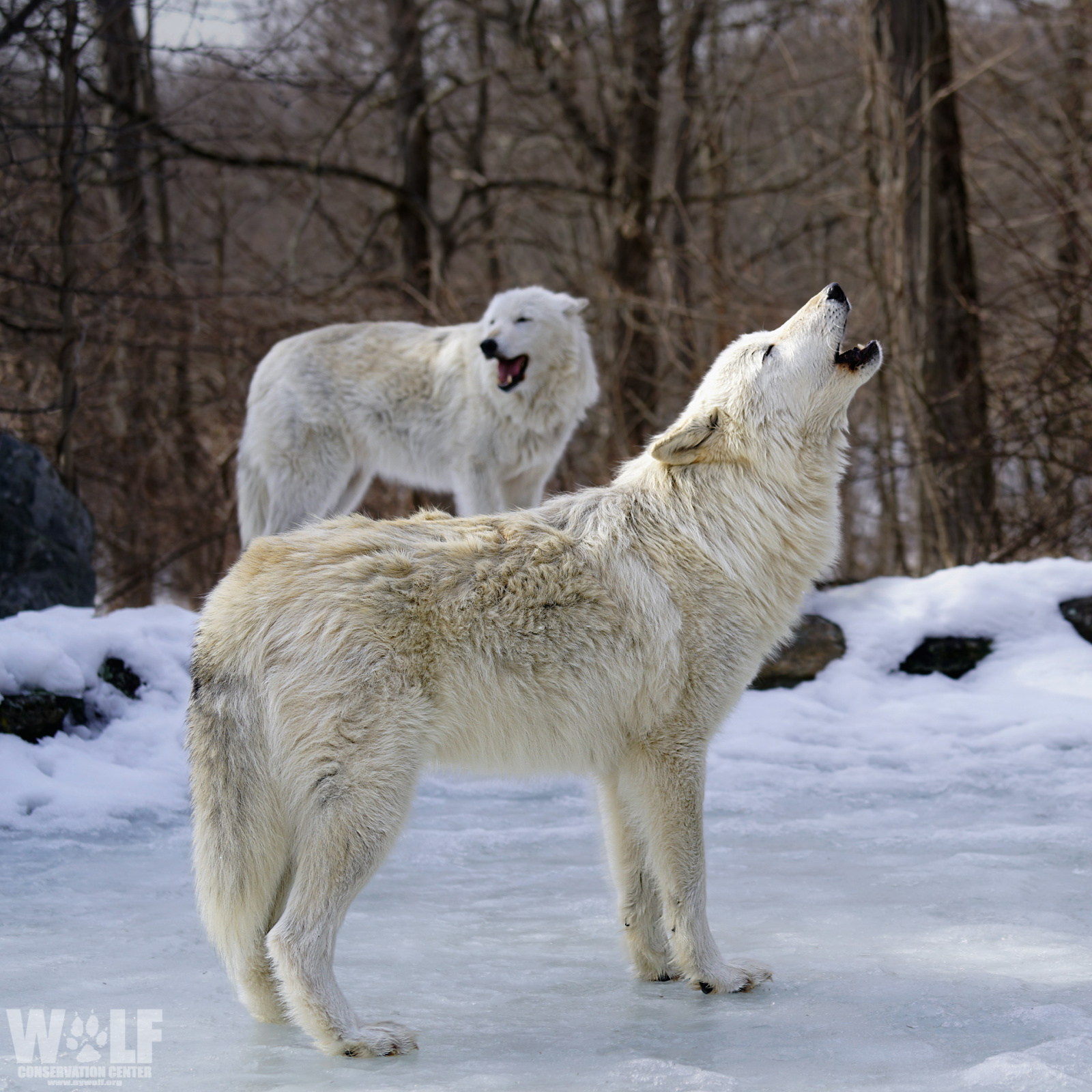 Arctic Wolves Fighting