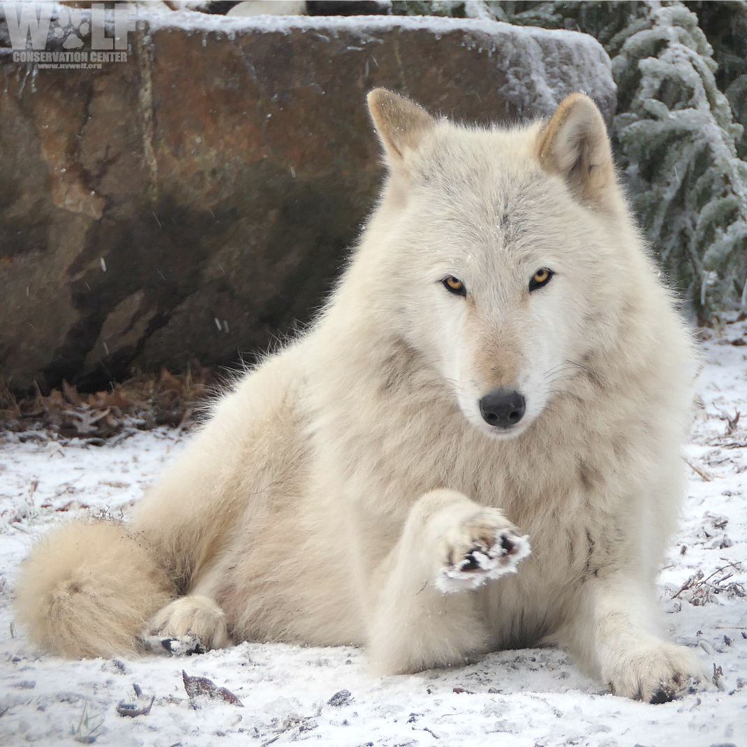 Cream Colored Wolf