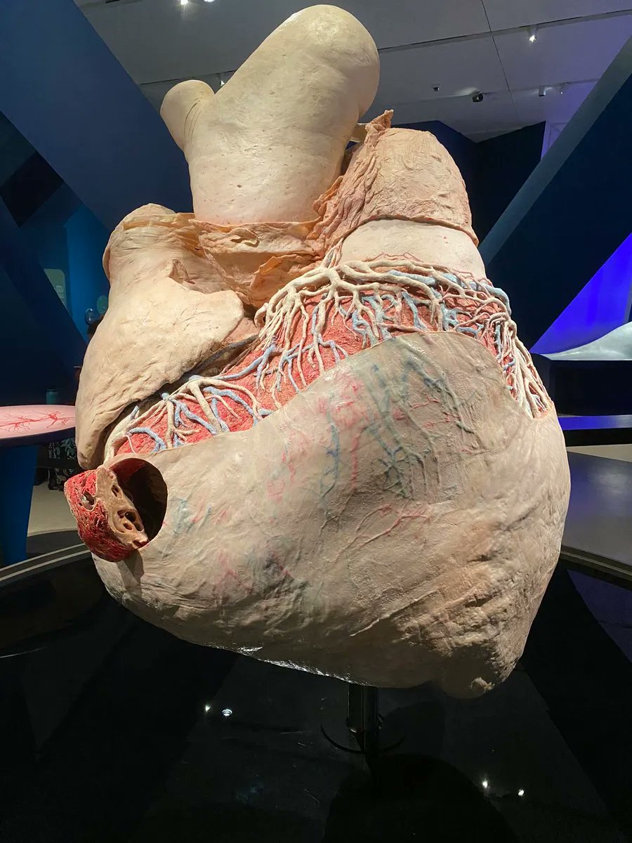 Je vis l'enfer. on Twitter: "RT @ScienceAlert: The only preserved blue whale heart in the world ...