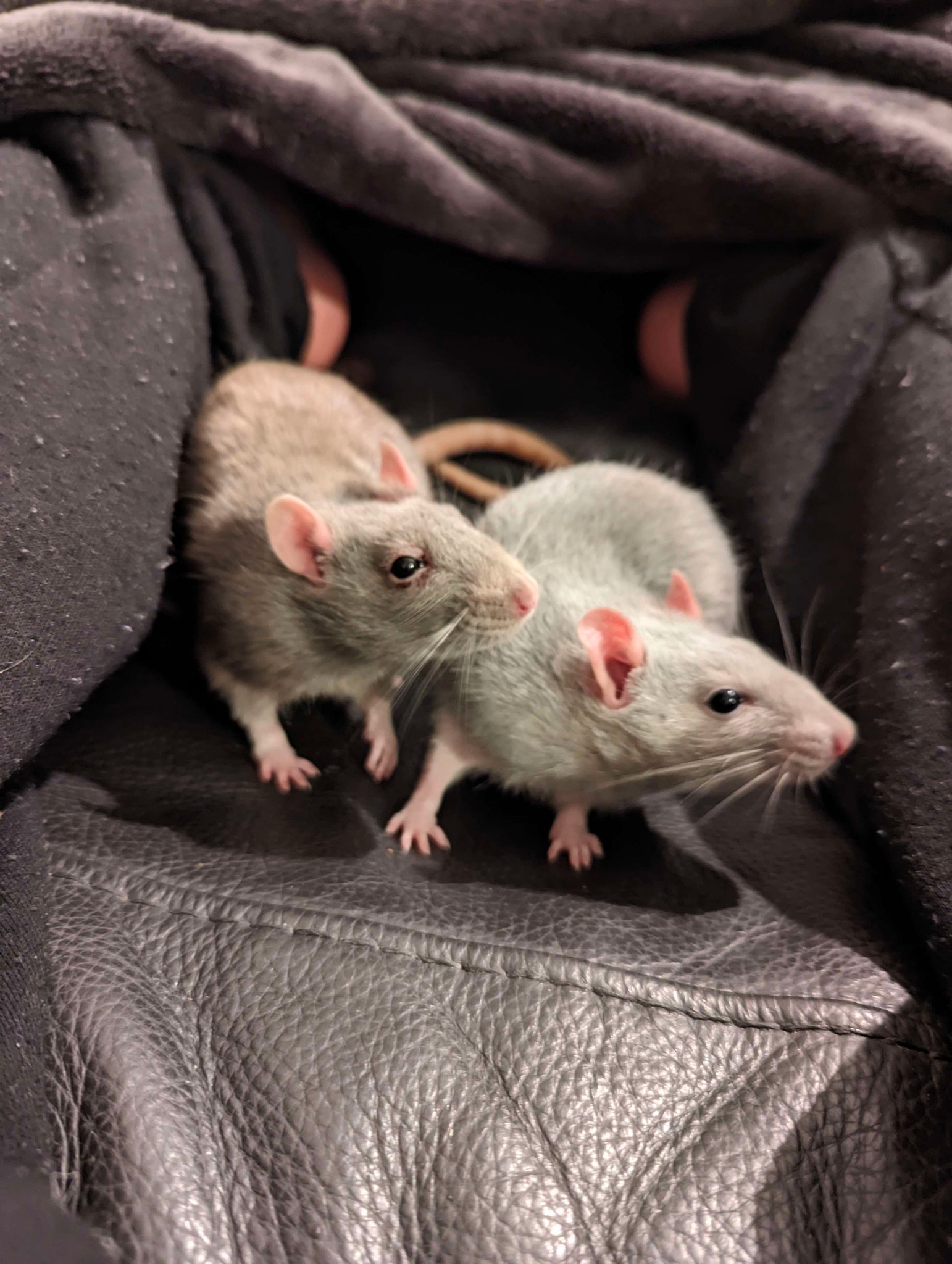 g0m on Twitter: "Happy 2023 from: Rats https://t.co/wMOIsifZtB" / Twitter