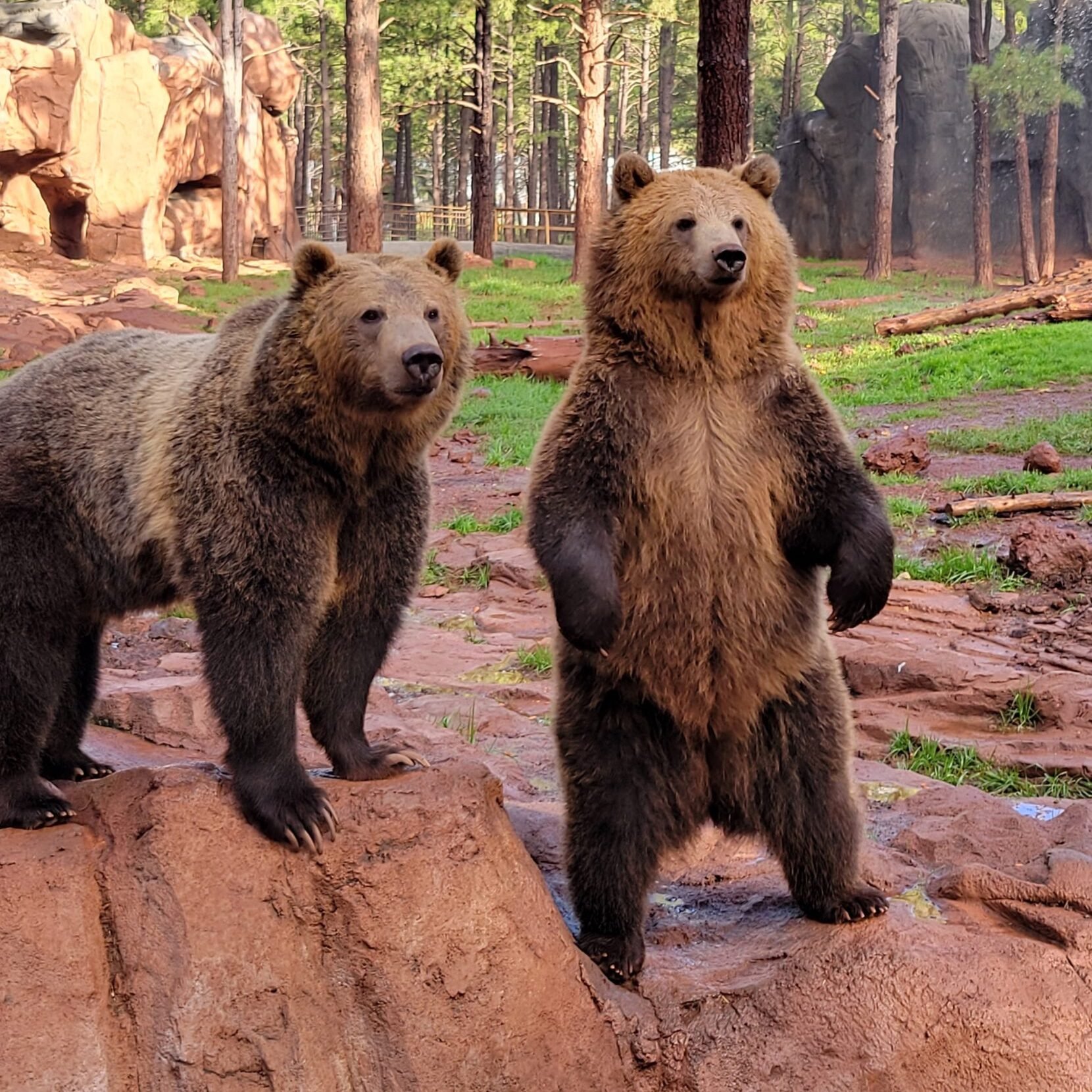 daily bearsamdude (@bearsamdude) / Twitter