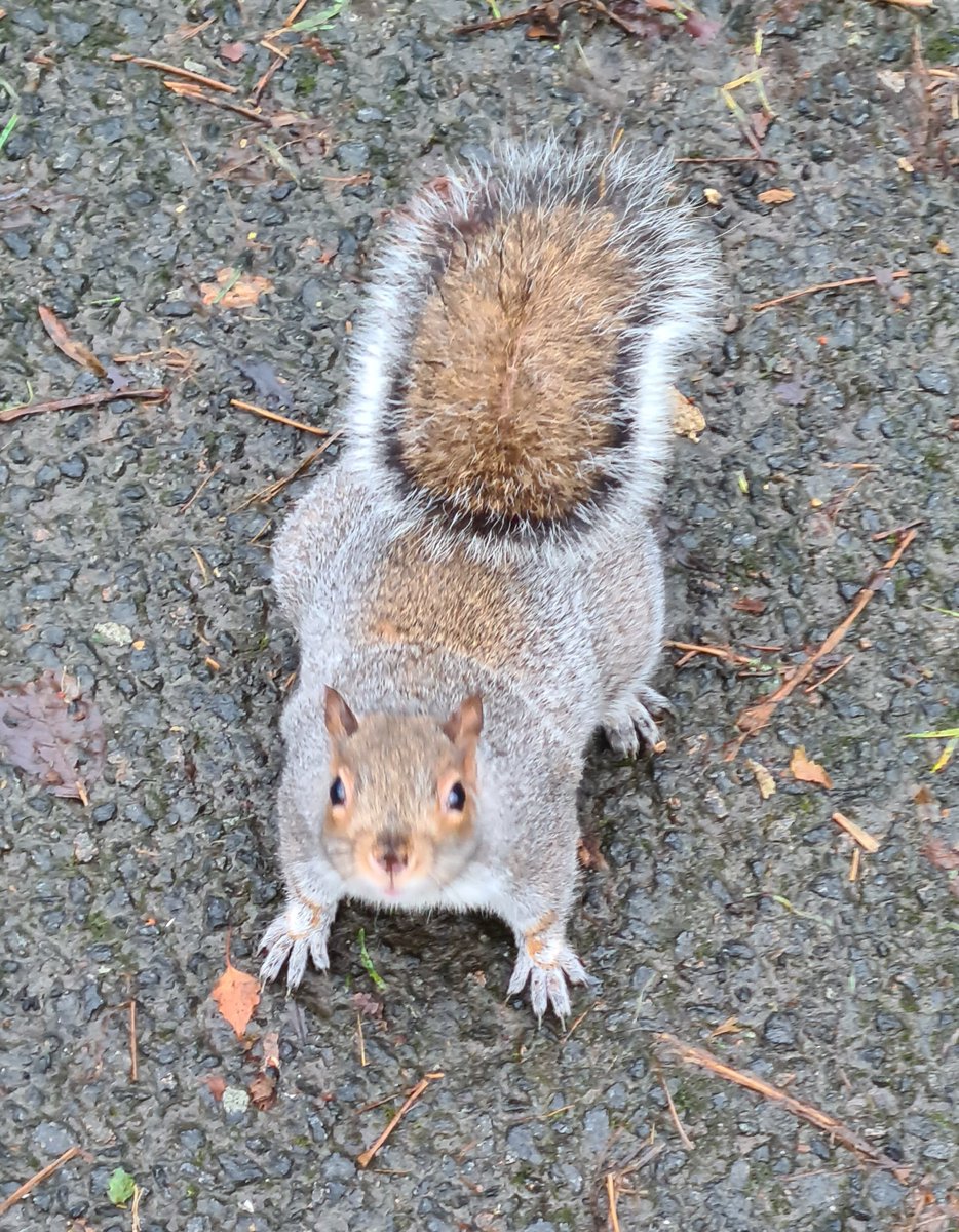 Chris Hak On Twitter Whatsonglasgow Warm Welcome From The Squirrels