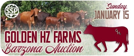 Barzona Cattle