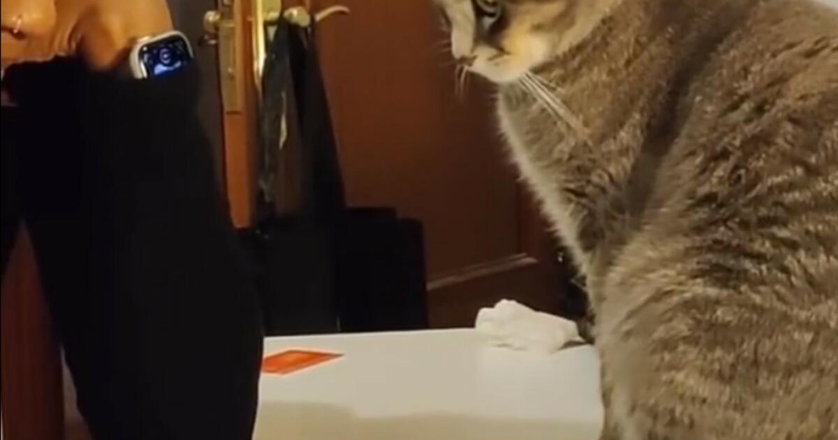 Cretalive.gr on Twitter: "Γάτα: Στέλνει… σήματα Mors στην ιδιοκτήτριά της https://cretalive.gr ...