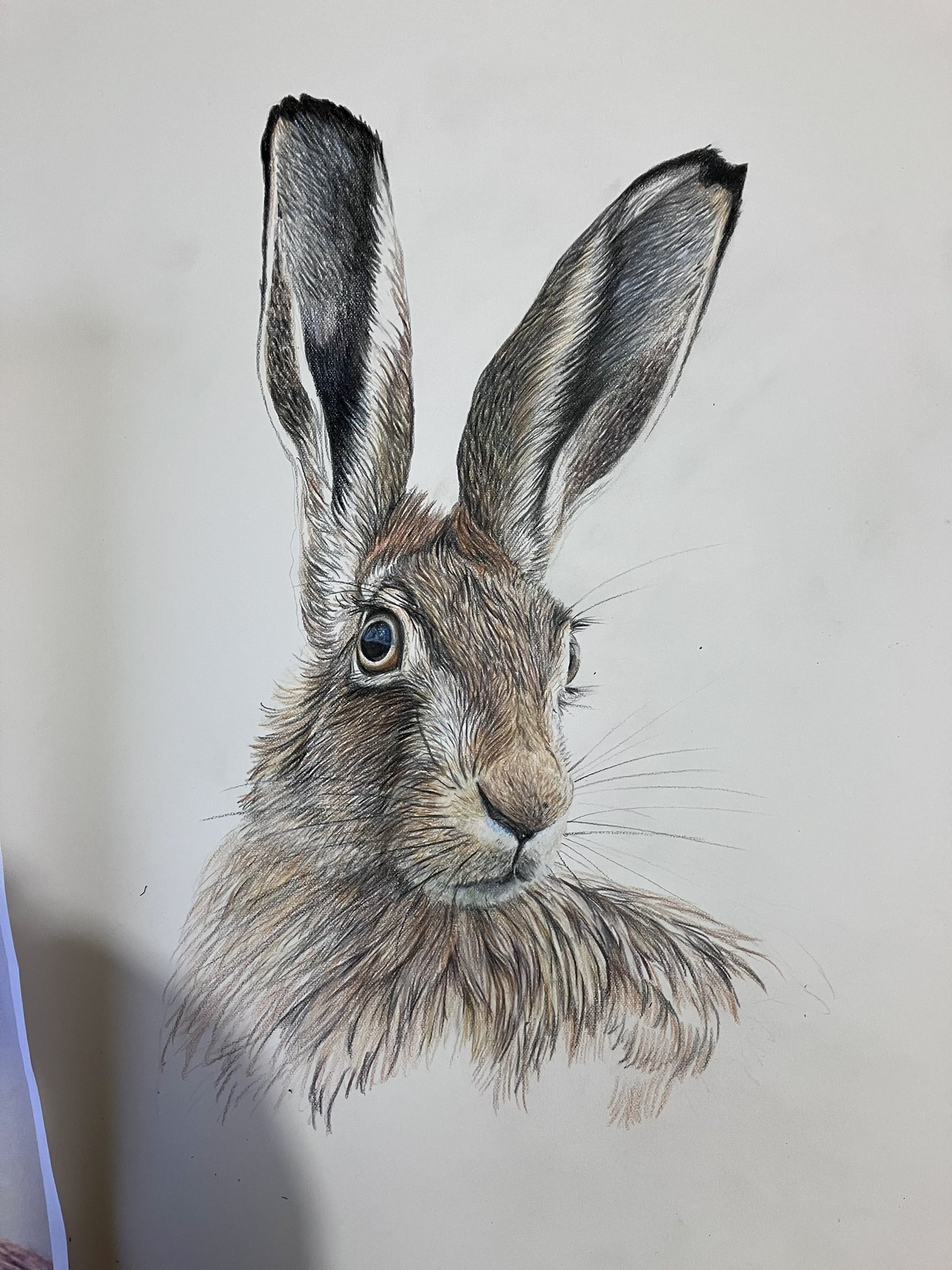 Hare Drawing
