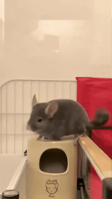 인스티즈(instiz) on Twitter: "진짜 귀여운 친칠라들 버릇ㅋㅋㅋㅋㅋ.gif (링크에 더있어요👉) https://instiz.net/pt/7298268"