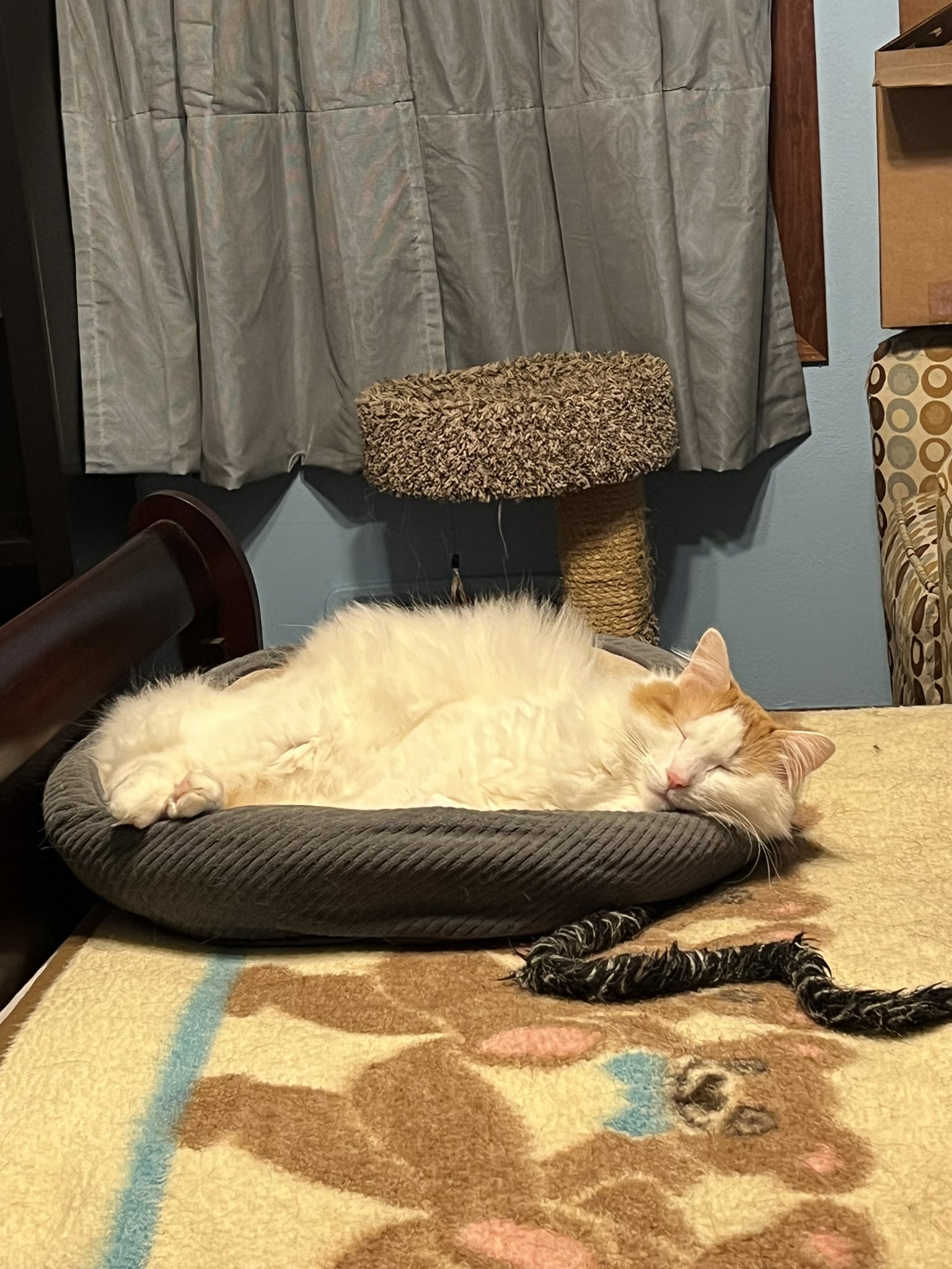 Banana ʕ•ᴥ•ʔ Live Laugh Gay On Twitter Cabotwhistler I Love Cats