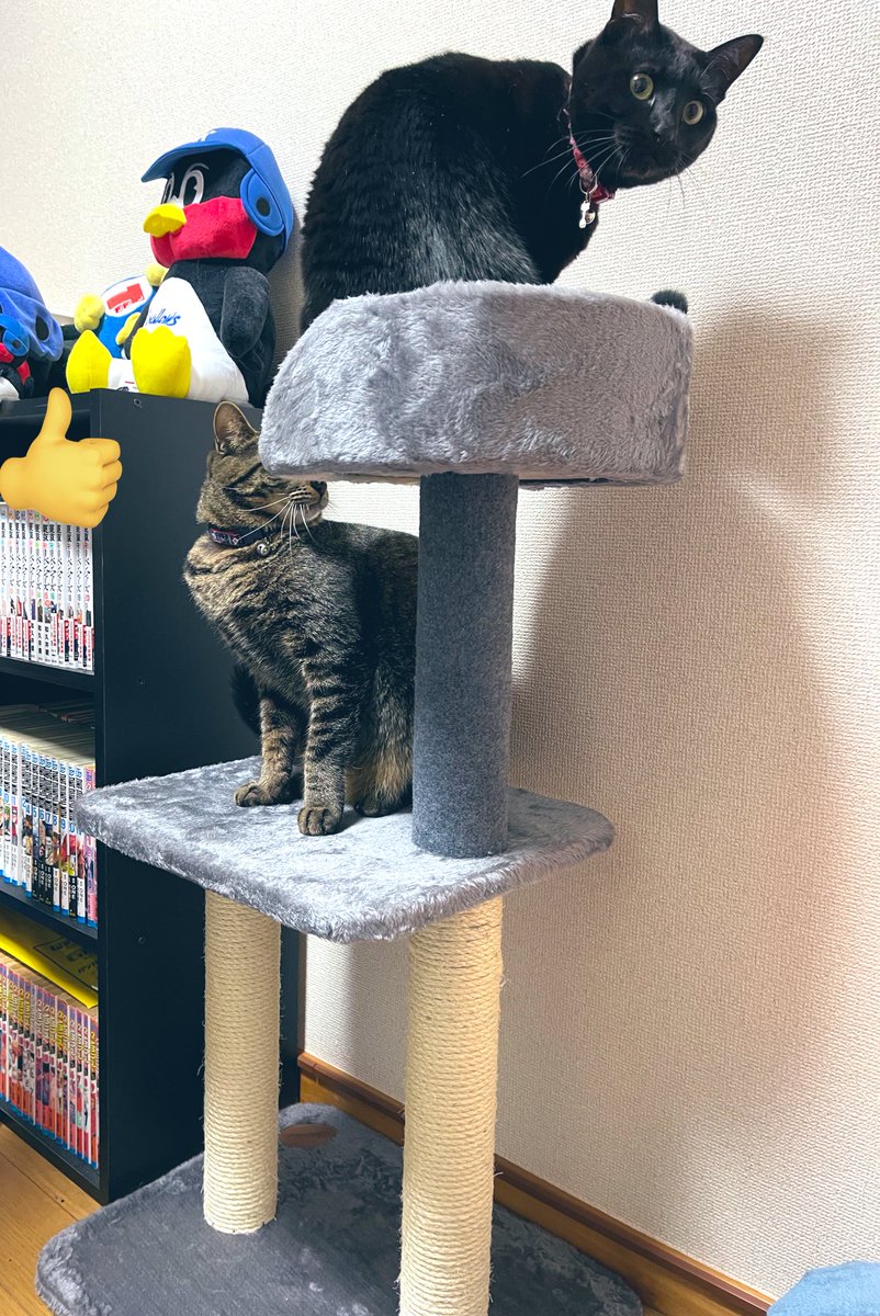 ペテモ[イオンペット]の福袋 2023年 ネタバレ画像まとめ！福袋の中身は当たり？ハズレ？ | Jocee