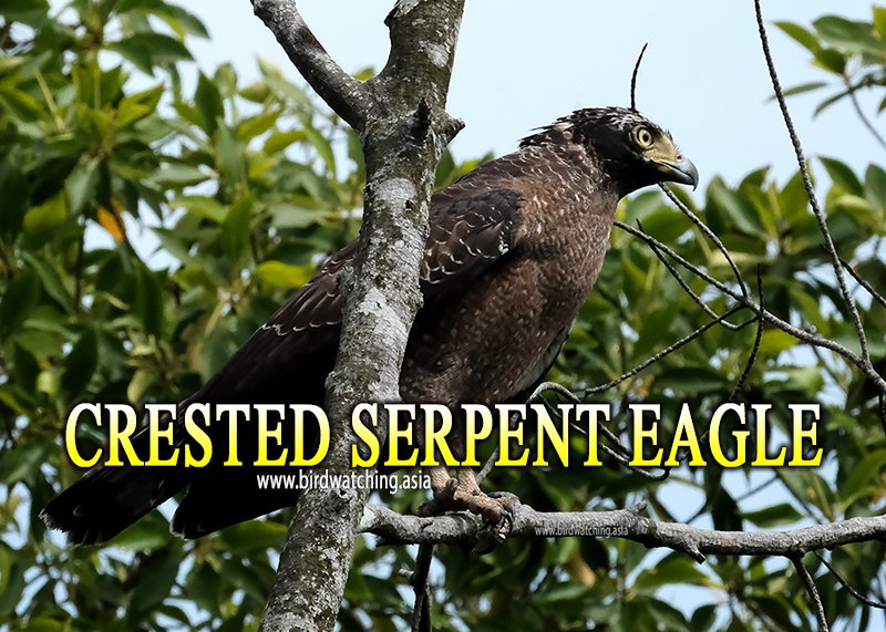 David Hogan Jr on Twitter: "RT @BirdWatchingMy: Video of a Crested Serpent Eagle at Kuala ...