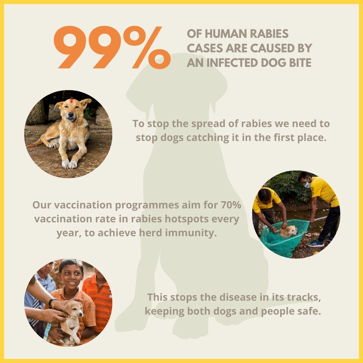 Are Vaccinated Dogs Safe From Rabies