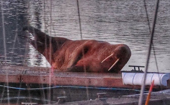 North News on Twitter: "Thor the walrus has been spotted at Blyth Sailing Club in Northumberland ...