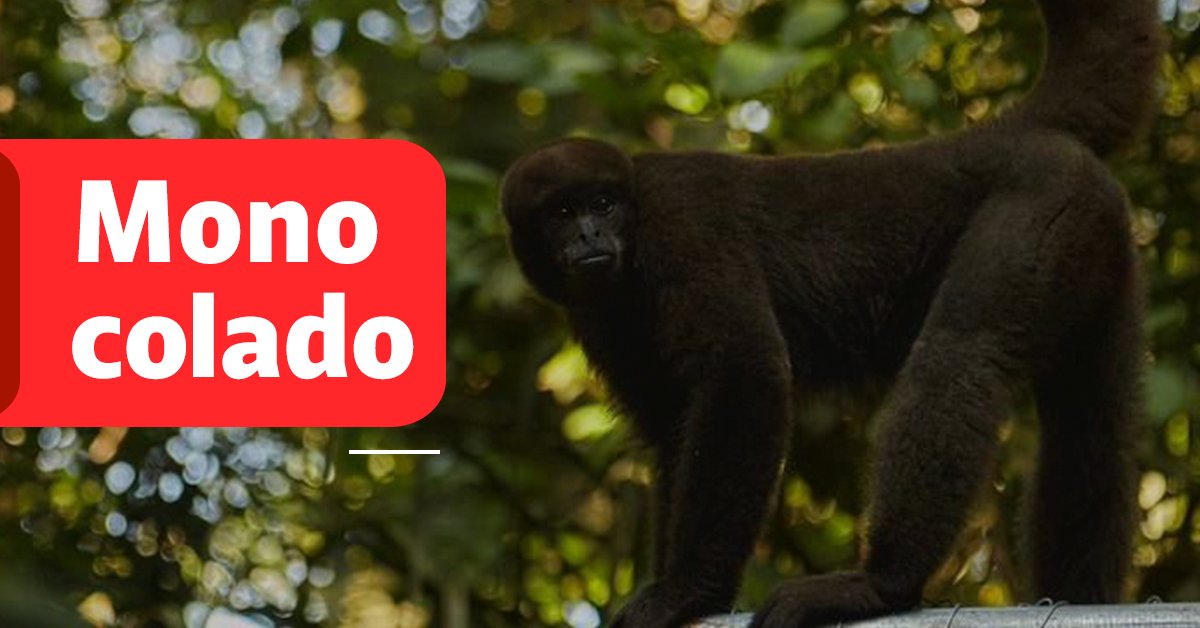 Video | Esta es la historia del mono que se coló en una boda, hasta ...