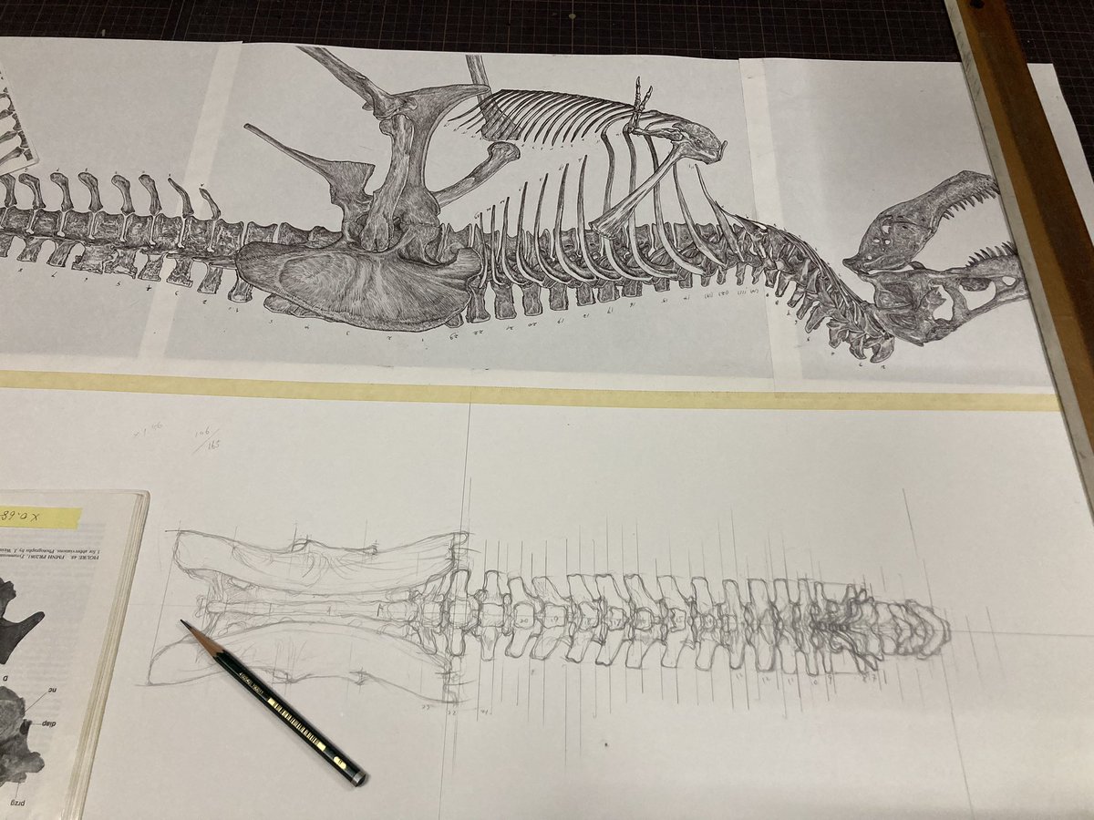 「頚椎までラフができた 」小田 隆 Oda Takashiの漫画