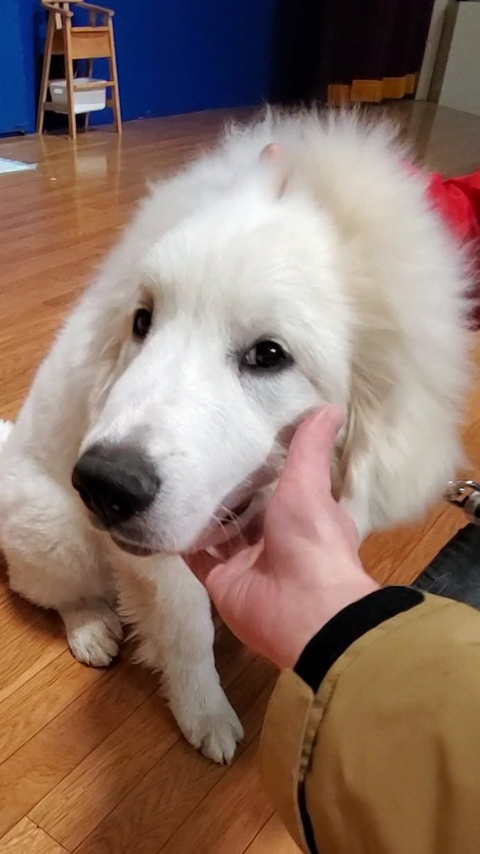 めがめがメガネ On Twitter ホじゅが可愛くてしかたがないっ😍