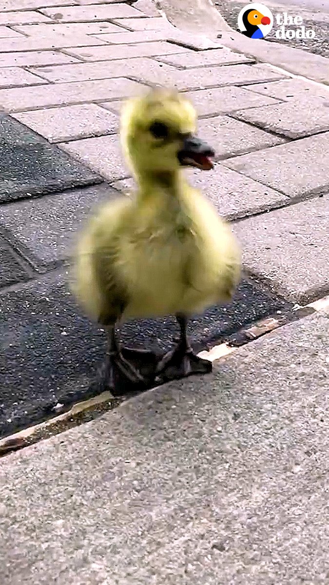 Guy Sees A Baby Goose Following Him On The Street And Decides He Will guy-sees-a-baby-goose-following-him-on-the-street-and-decides-he-will