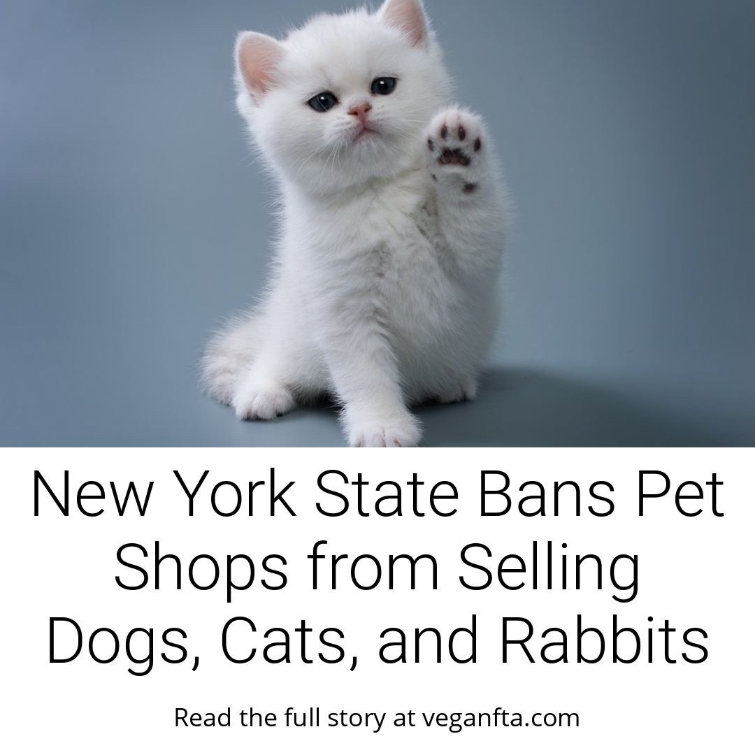 Sridevi On Twitter RT teamveganfta On December 2022 New York sridevi-on-twitter-rt-teamveganfta-on-december-2022-new-york