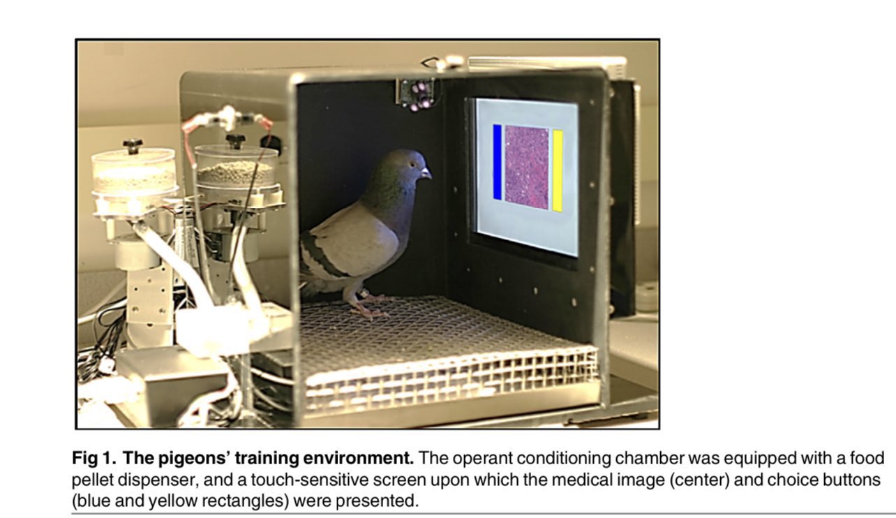 Ethan Mollick on Twitter: "Forget losing jobs to AI, look to the sky! Flocks of pigeons detect ...