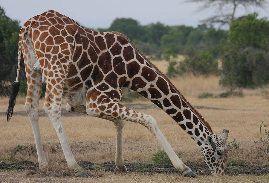 Africa Updates On Twitter RT africaupdates A Giraffe is Called africa-updates-on-twitter-rt-africaupdates-a-giraffe-is-called