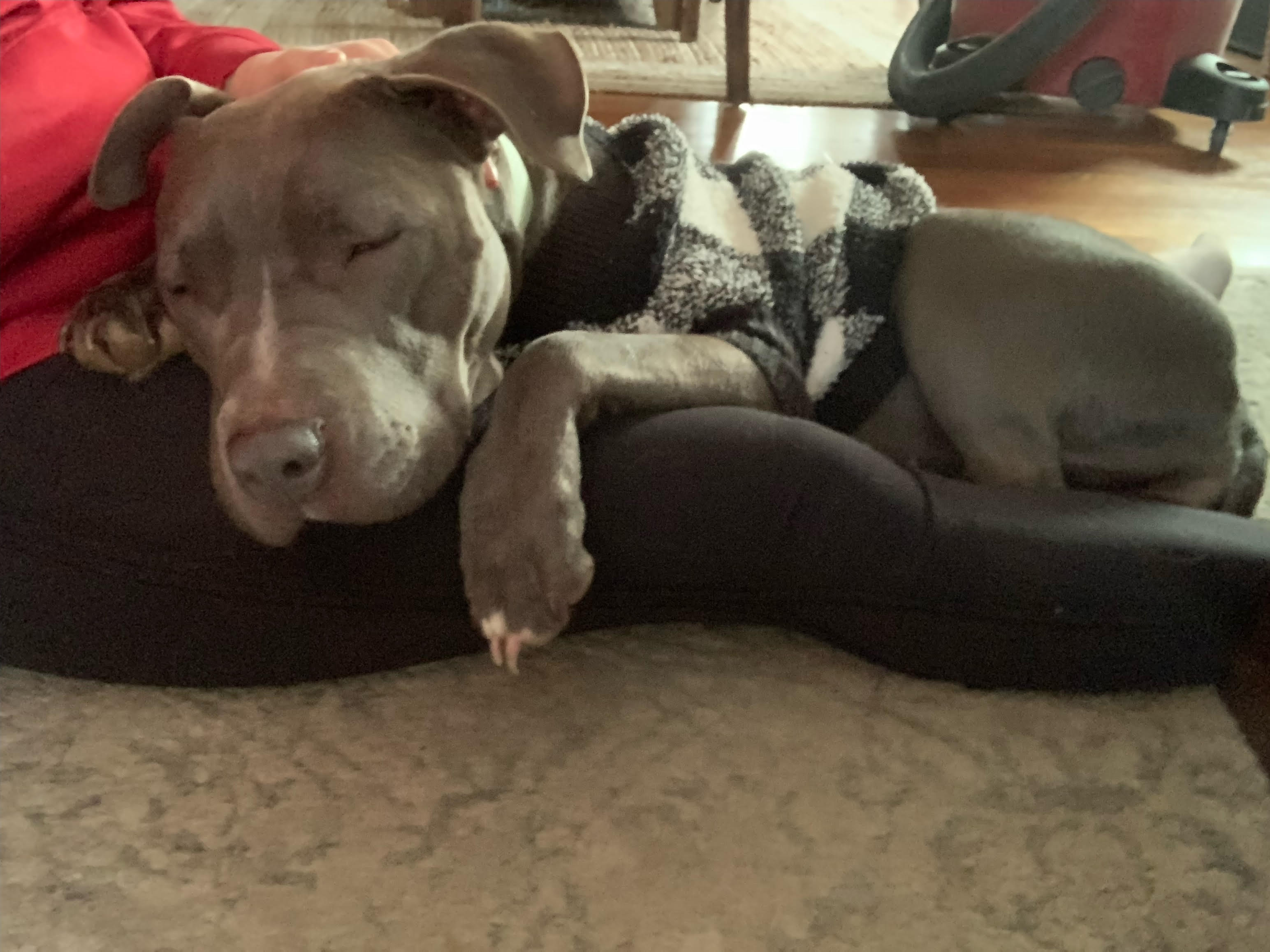 Wet Nose Animal Rescue (@AnimalNose) / Twitter Wet Nose Animal Rescue (@AnimalNose) / Twitter