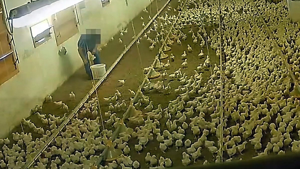 John Smith on Twitter: "RT @krone_at: Bilder aus einem steirischen Hühnermastbetrieb mit AMA ...