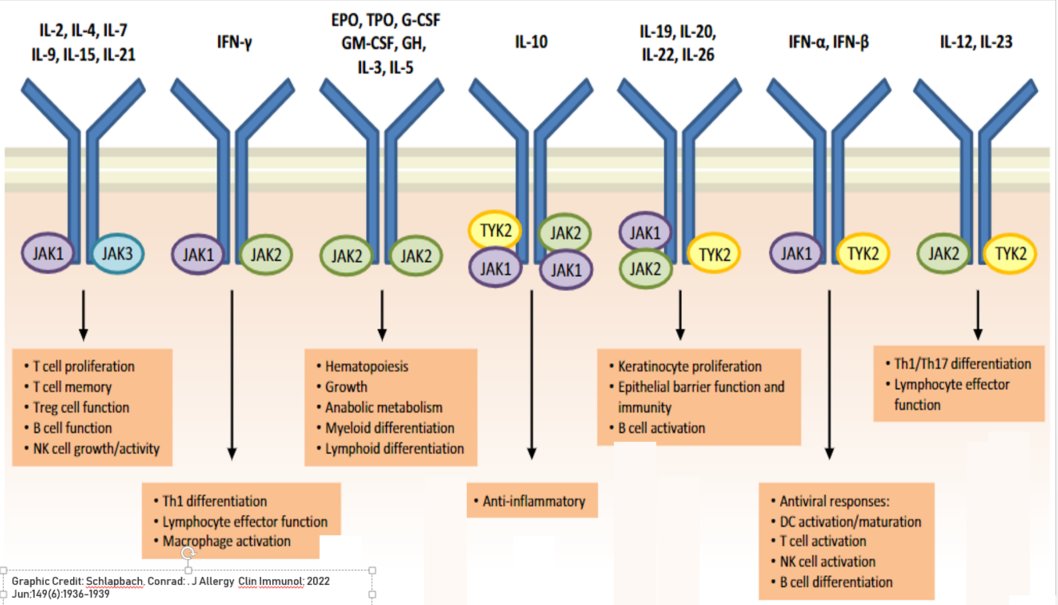 🌟🌟Is UPAdacitinib the most important drug development since anti-TNFs ...