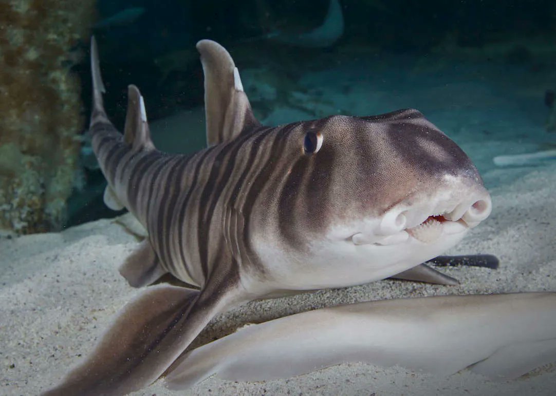 Zebra Bullhead Shark